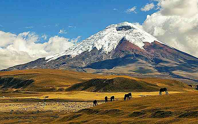 BIRO JASA LEGALISIR KEDUTAAN ECUADOR - King Royal